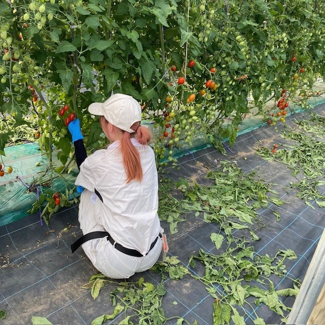 労働力応援事業｜Ntour 株式会社農協観光